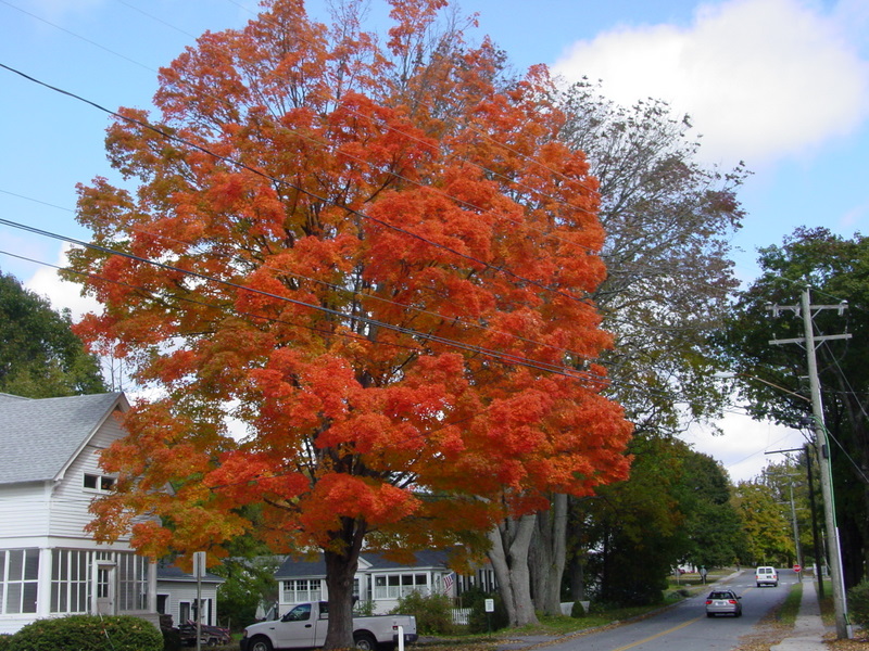 Deep River, CT : Fall Colors, Maple Tree on River Street photo, picture ...