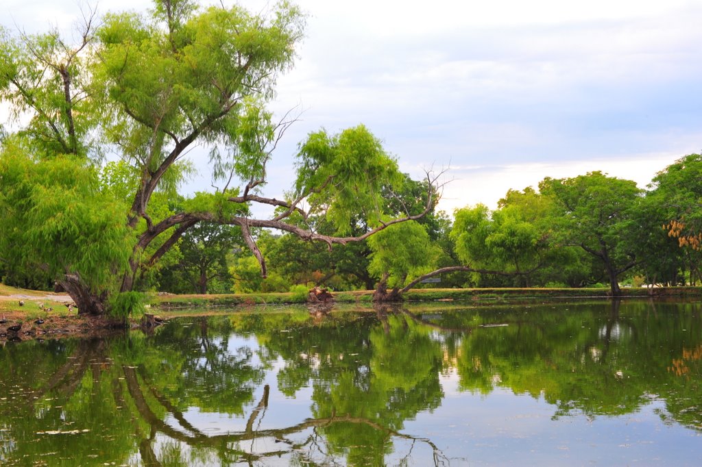 Brushy Creek, TX : The beautiful Brushy Creek Duck Pond photo, picture ...
