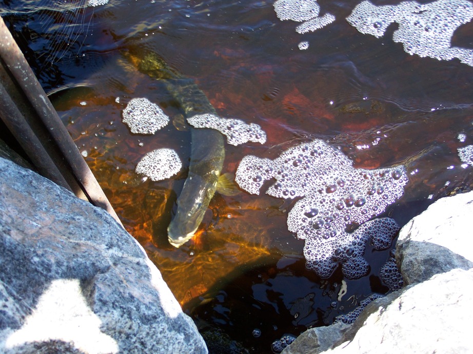 Winter, WI : Muskie below Winter Dam photo, picture, image (Wisconsin ...