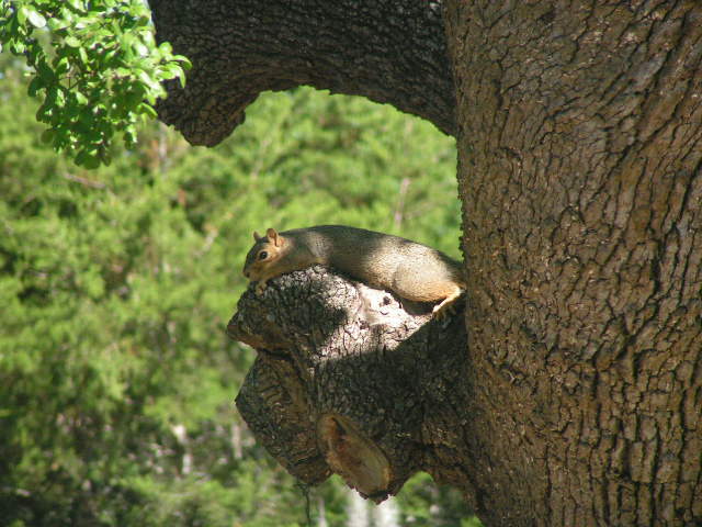 Timberwood Park, TX : A very relaxed squirrel in Timberwood Park photo ...