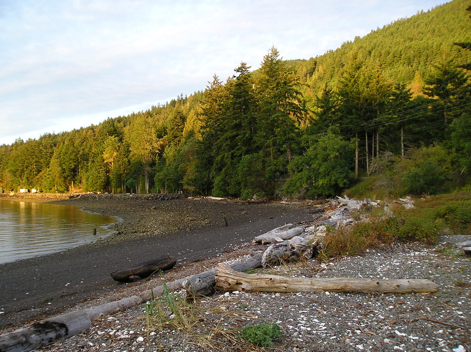 Brinnon, WA : Sunrise on trees off Hjelviks Rd. photo, picture, image ...