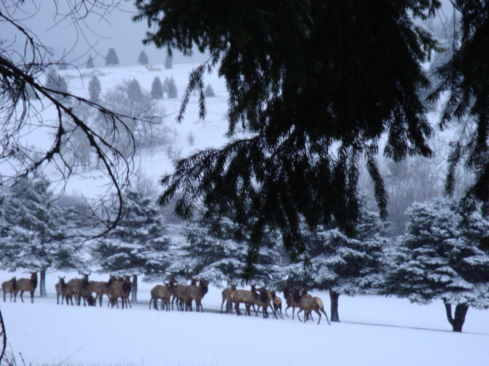Oakridge, OR : One of the local elk herds on the local gof course photo ...