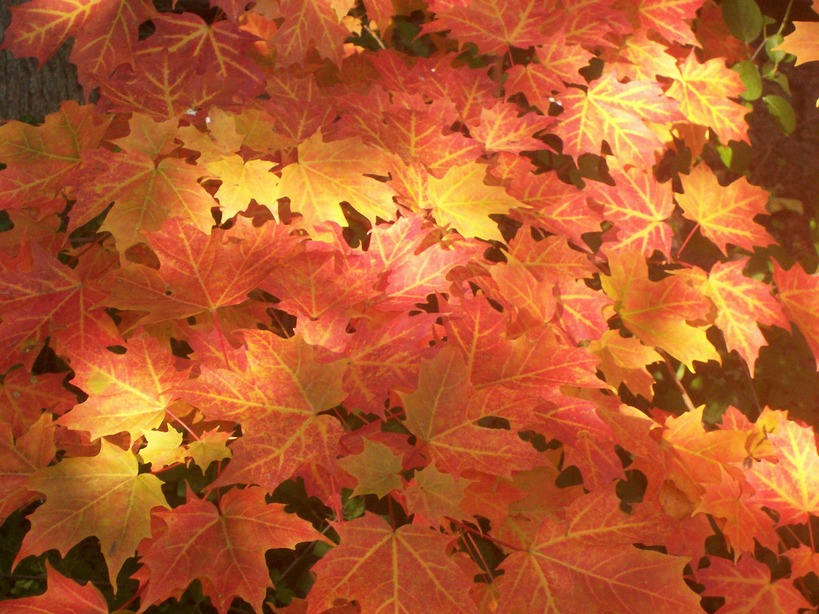 Orono, MN : Back yard maples in sunlight photo, picture, image ...