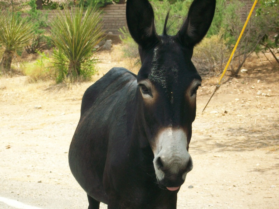Blue Diamond, NV : Blue Diamond Resident photo, picture, image (Nevada ...