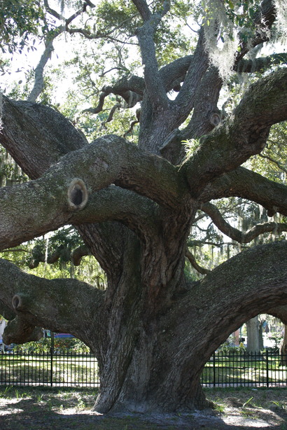 Safety Harbor, FL : Baranoff Oak photo, picture, image (Florida) at ...