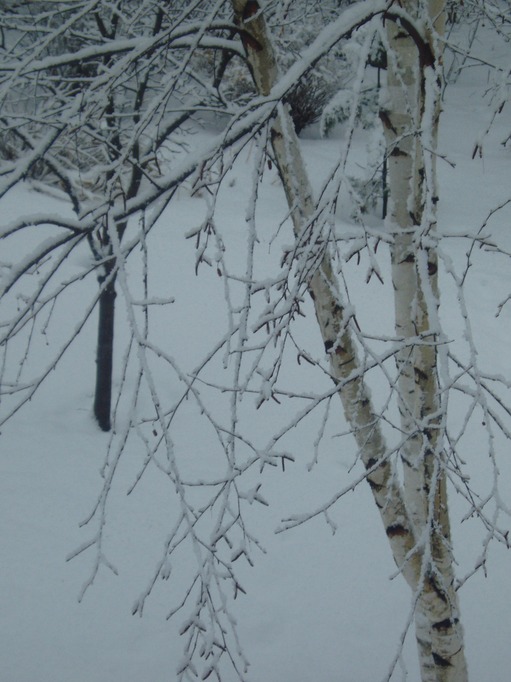 Elk River, MN : Beautiful covered trees in the winter. photo, picture ...