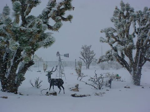Dolan Springs, AZ : IT EVEN SNOWS IN THE DESERT photo, picture, image ...