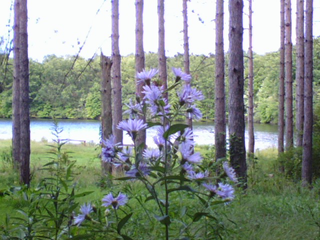Mogadore, OH : The old campgrounds at Mogadore. photo, picture, image ...