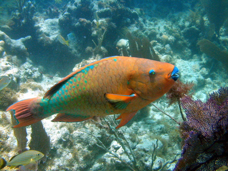 Marathon, FL : Rainbow Parrotfish photo, picture, image (Florida) at ...