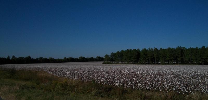 Sardis, GA : Cotton fields are in abundance! photo, picture, image ...