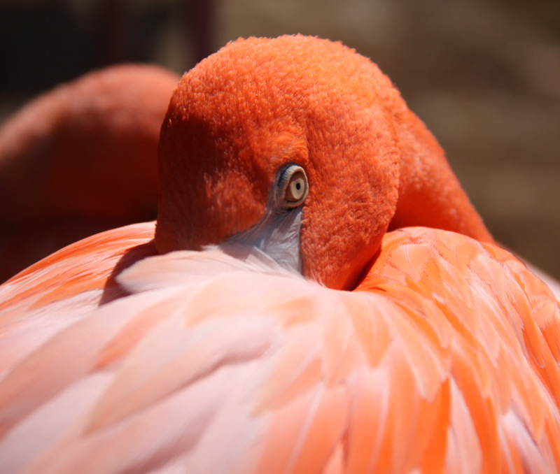 Columbia, SC : Flamingo at the Columbia SC Zoo photo, picture, image ...