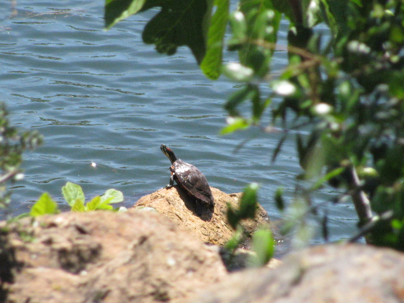 Lake of the Pines, CA : A turtle photo, picture, image (California) at ...