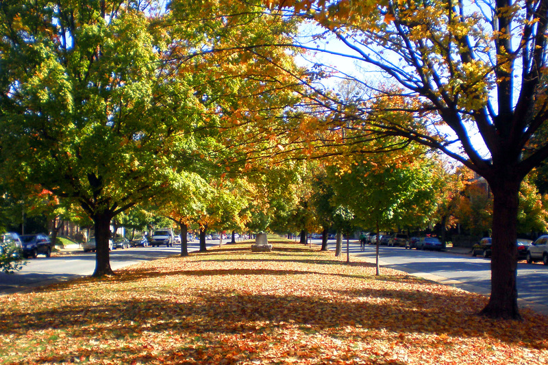 Richmond, VA : Fall on Monument Avenue photo, picture, image (Virginia ...