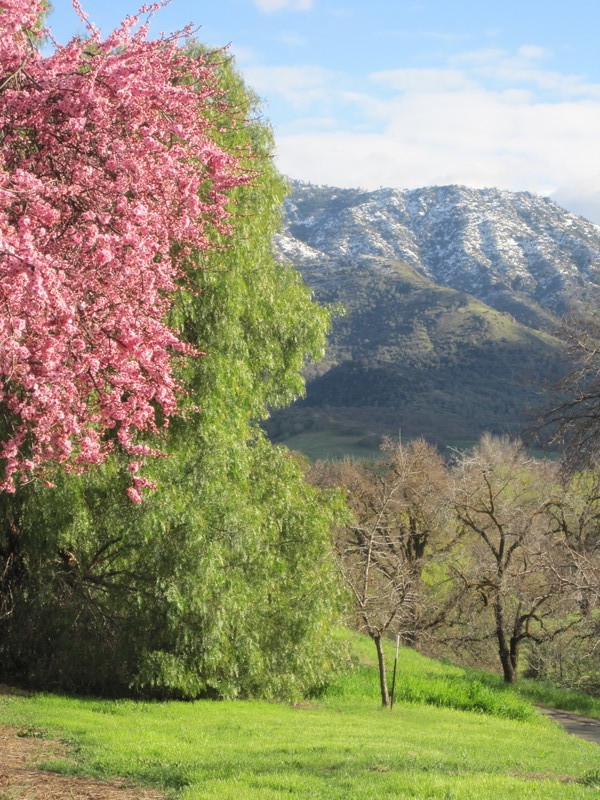 Clayton, CA : Spring blossoms and snow capped Mt. Diablo as viewed from ...