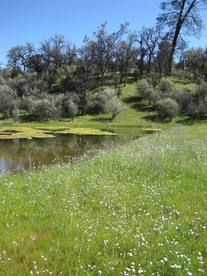 Southwest Shasta, CA : Outside of Ono, CA photo, picture, image ...