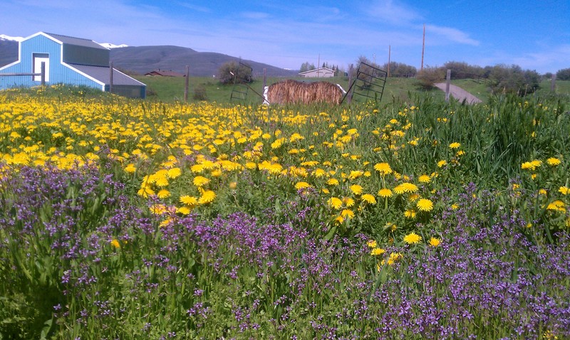Oakley, UT : Oakley Utah - summertime2 photo, picture, image (Utah) at ...