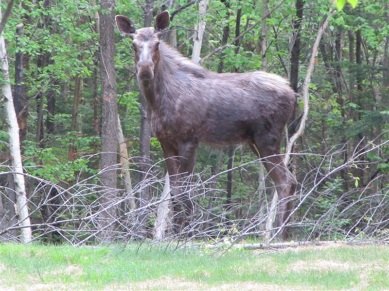 Waterville Valley, NH : MOOSE ON THE LOOSE photo, picture, image (New ...