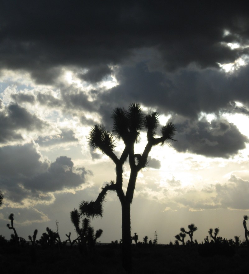 Littlerock, CA : desert skies photo, picture, image (California) at ...