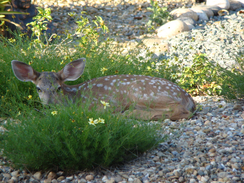 Valley Springs, CA : A sweet deer in my front yard......awesome! photo ...