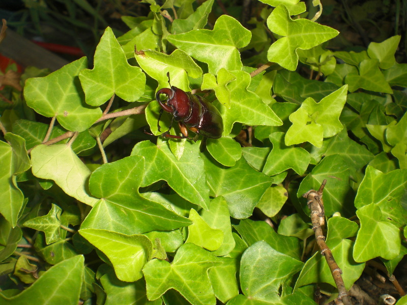 New Castle, DE : Bug life in New Castle De photo, picture, image ...