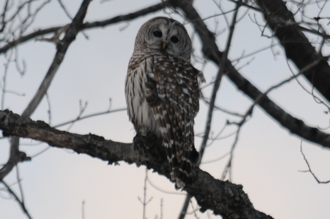 Orford, NH : Owl on Rt25A photo, picture, image (New Hampshire) at city ...