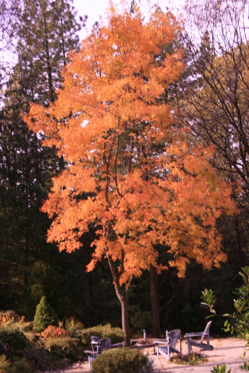 Meadow Vista, CA : Fall Leaves photo, picture, image (California) at ...