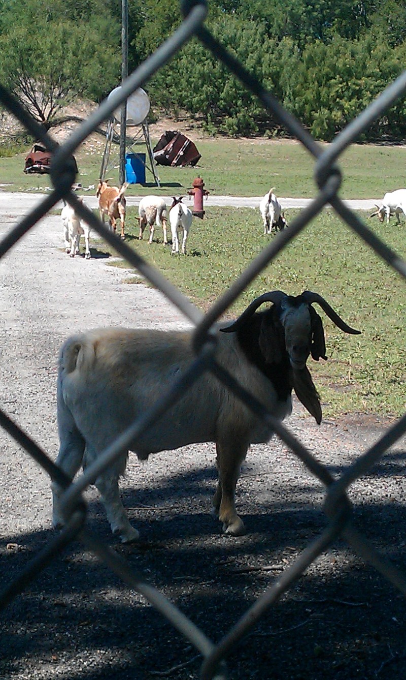 Del Rio, TX : Del Rio Ram :) photo, picture, image (Texas) at city-data.com