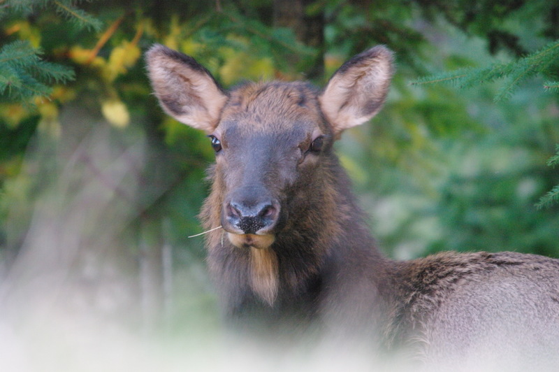 Kalama, WA : Cow elk in the hills above Kalama, WA photo, picture ...