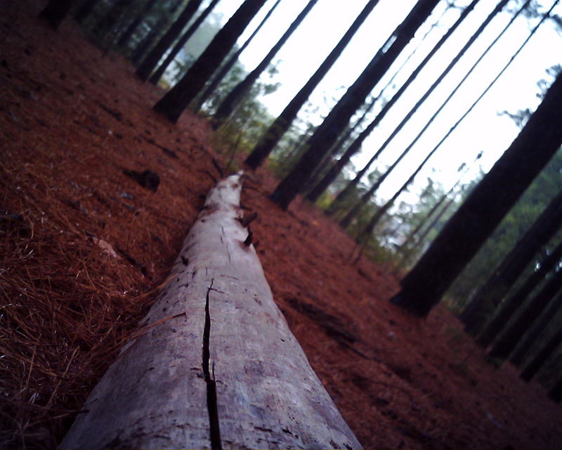 Elkhart, TX : Dead tree in the woods across from house. photo, picture ...