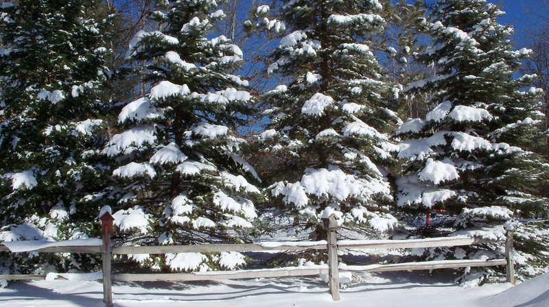 Lewiston, MI : Winter In Lewiston, Mi. 03/2011 photo, picture, image ...