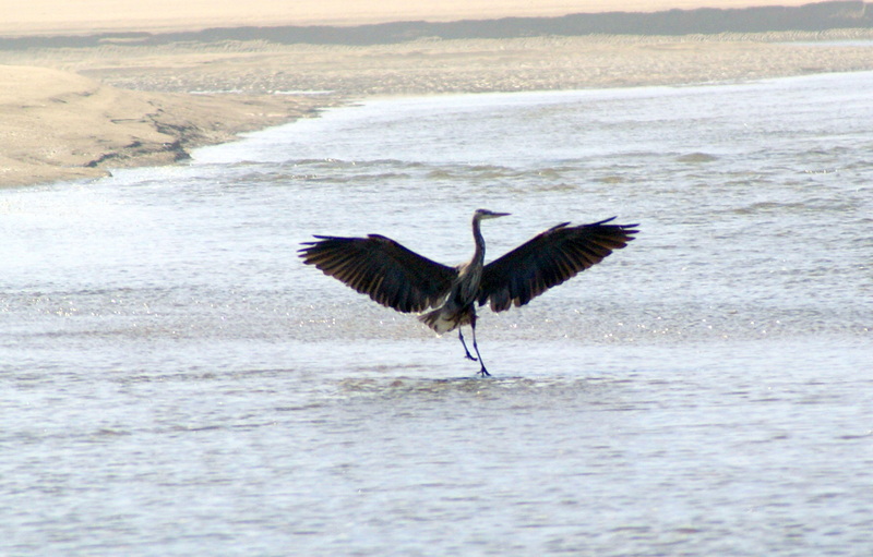 Florence, OR : Blue Harran Landing On Beach photo, picture, image ...