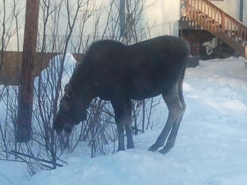 Aniak, AK : our loving pets photo, picture, image (Alaska) at city-data.com