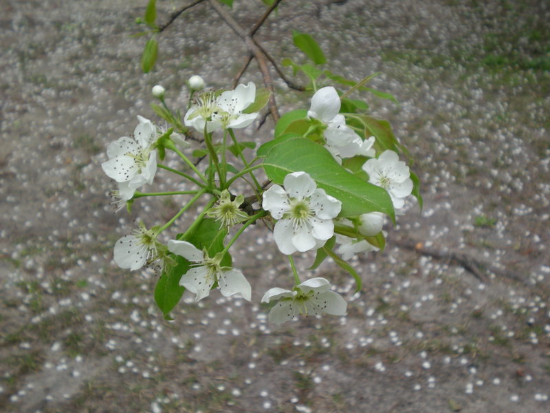 Douglas, GA : Spring time in Douglas photo, picture, image (Georgia) at ...
