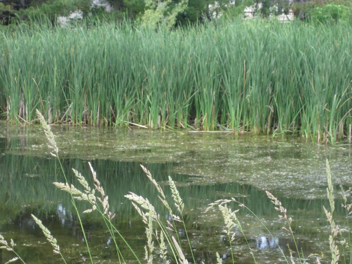Little Canada, MN : swampy swamp photo, picture, image (Minnesota) at ...