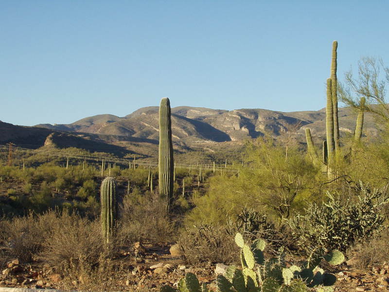 Kearny, AZ : Kearny Plant LIfe photo, picture, image (Arizona) at city ...