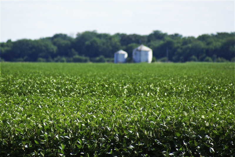 Monticello, IN : Monticello Indiana Bean Field photo, picture, image ...