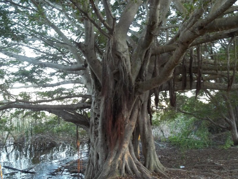 Holiday, FL : Anderson Park photo, picture, image (Florida) at city ...