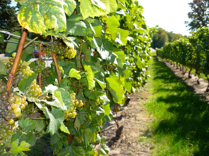 Traverse City, MI : Grape Vines photo, picture, image (Michigan) at ...