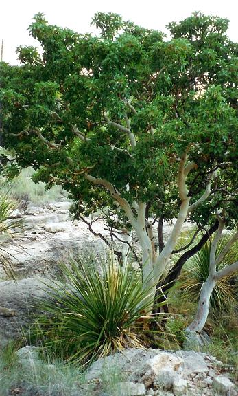 Carlsbad, NM : Texas Madrone Tree in nearby McKitterick Canyon photo ...