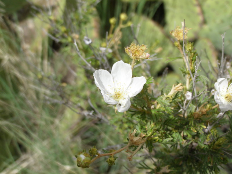 Carlsbad, NM : Apache Plume Flower at Guadalupe Mountains National Park ...