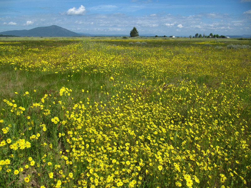 Fall River Mills, CA : looking north from HWY 299 in Fall River Mills ...