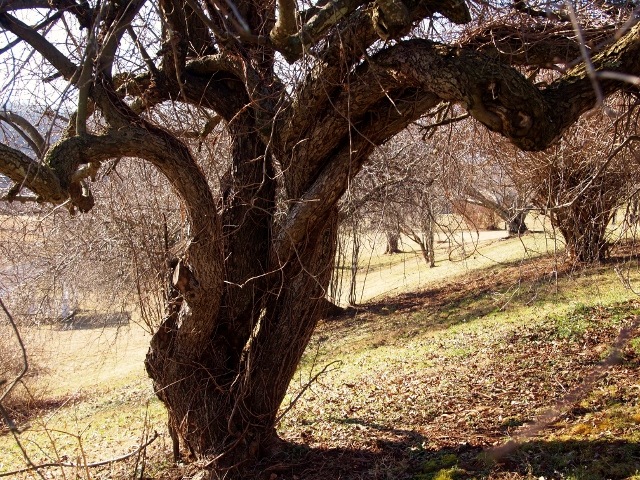Ferrum, VA : on the bank of Adam's Pond, Ferrum Campus photo, picture ...
