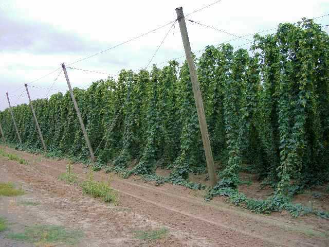 Hubbard, OR : Hubbard, Oregon: The hop trellises are huge, and the ...