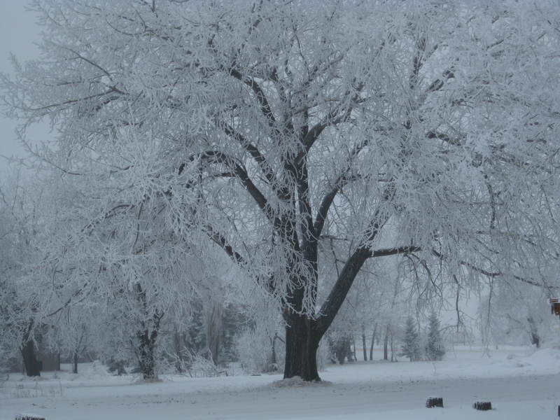 Plaza, ND : Plaza, Winter Wonderland photo, picture, image (North ...