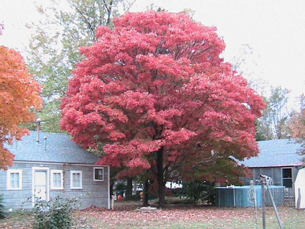 Liberal, MO : Fall Tree photo, picture, image (Missouri) at city-data.com