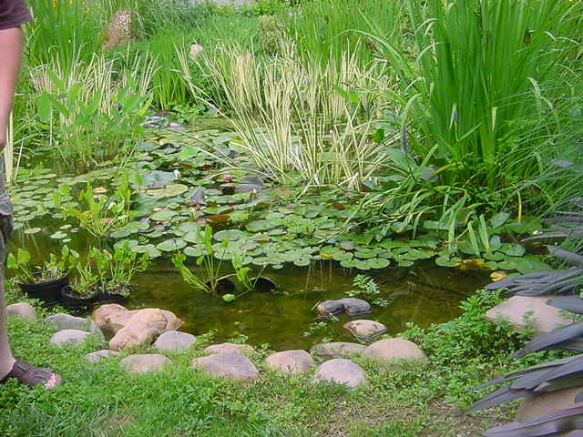 Townsend, TN : Townsend: Lily pond photo, picture, image (Tennessee) at ...
