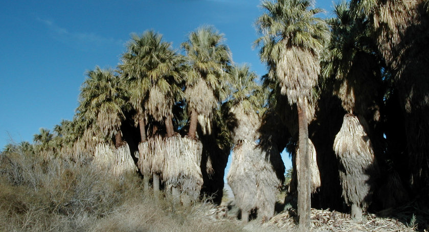 Thousand Palms, CA : Oasis In Thousand Palms photo, picture, image ...