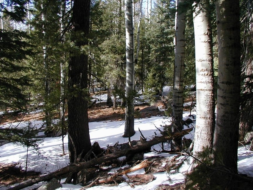 Flagstaff, AZ : Fir, spruce & Aspen dominant forest fringes the San ...