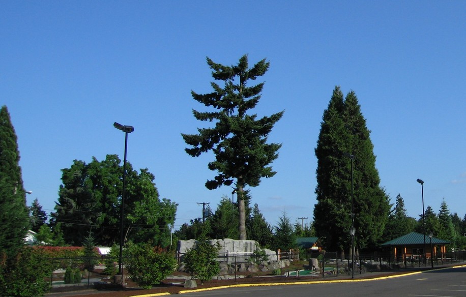 Springfield, OR : Trees..... photo, picture, image (Oregon) at city ...