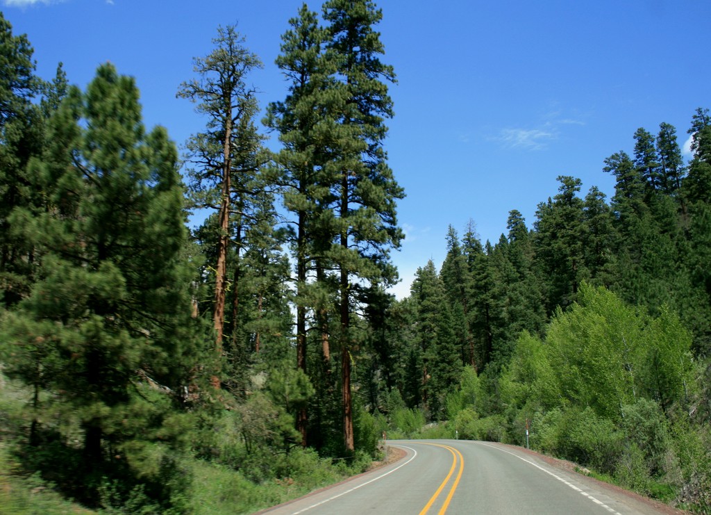 Hines, OR : Forest North of town...... photo, picture, image (Oregon ...